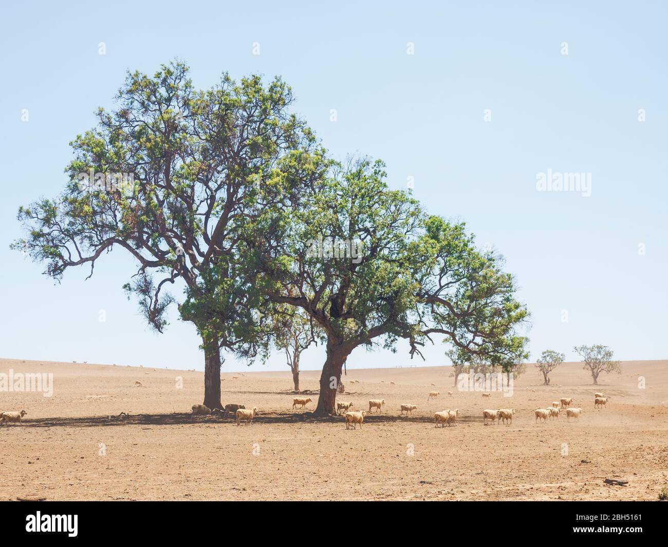 Dry climate animals hi-res stock photography and images - Alamy