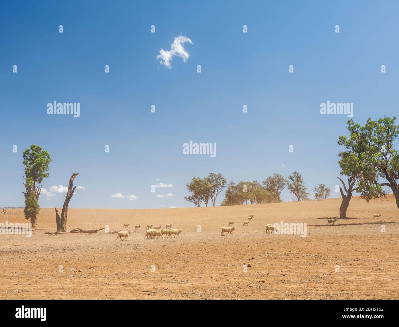 Dry climate animals hi-res stock photography and images - Alamy