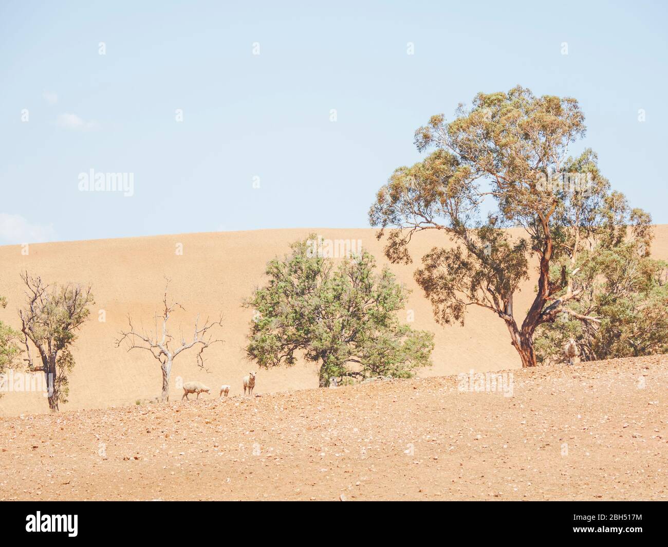 Dry climate animals hi-res stock photography and images - Alamy