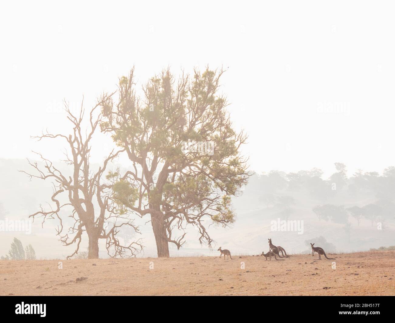 Kangaroo standing in field hi-res stock photography and images - Alamy