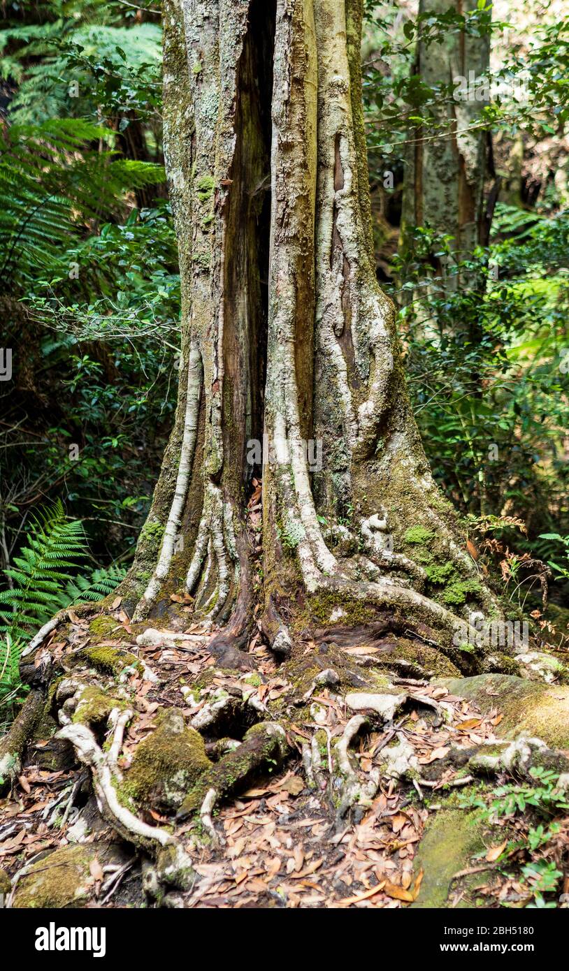 Lush nature hi-res stock photography and images - Alamy