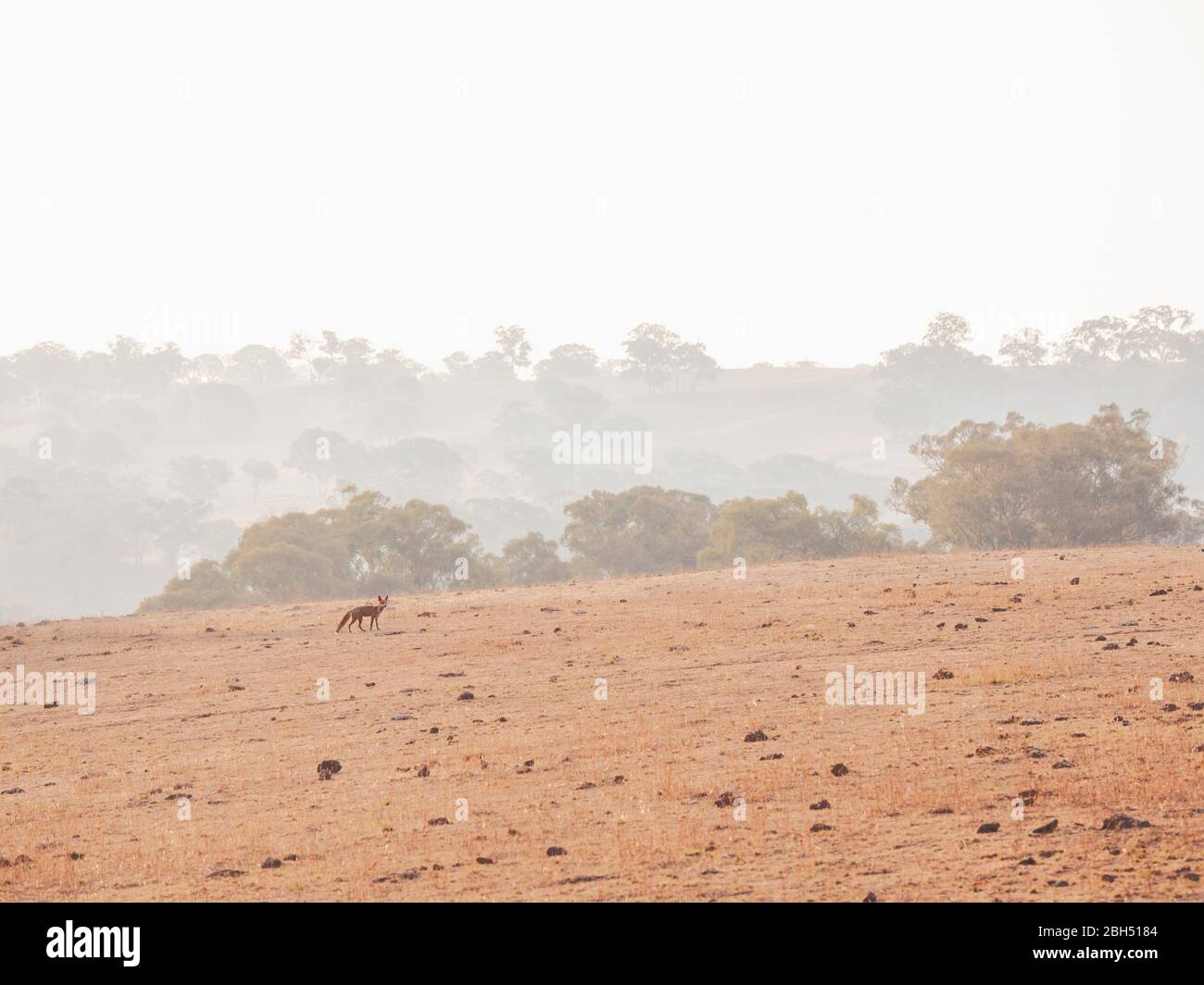Fox in dry field Stock Photo - Alamy