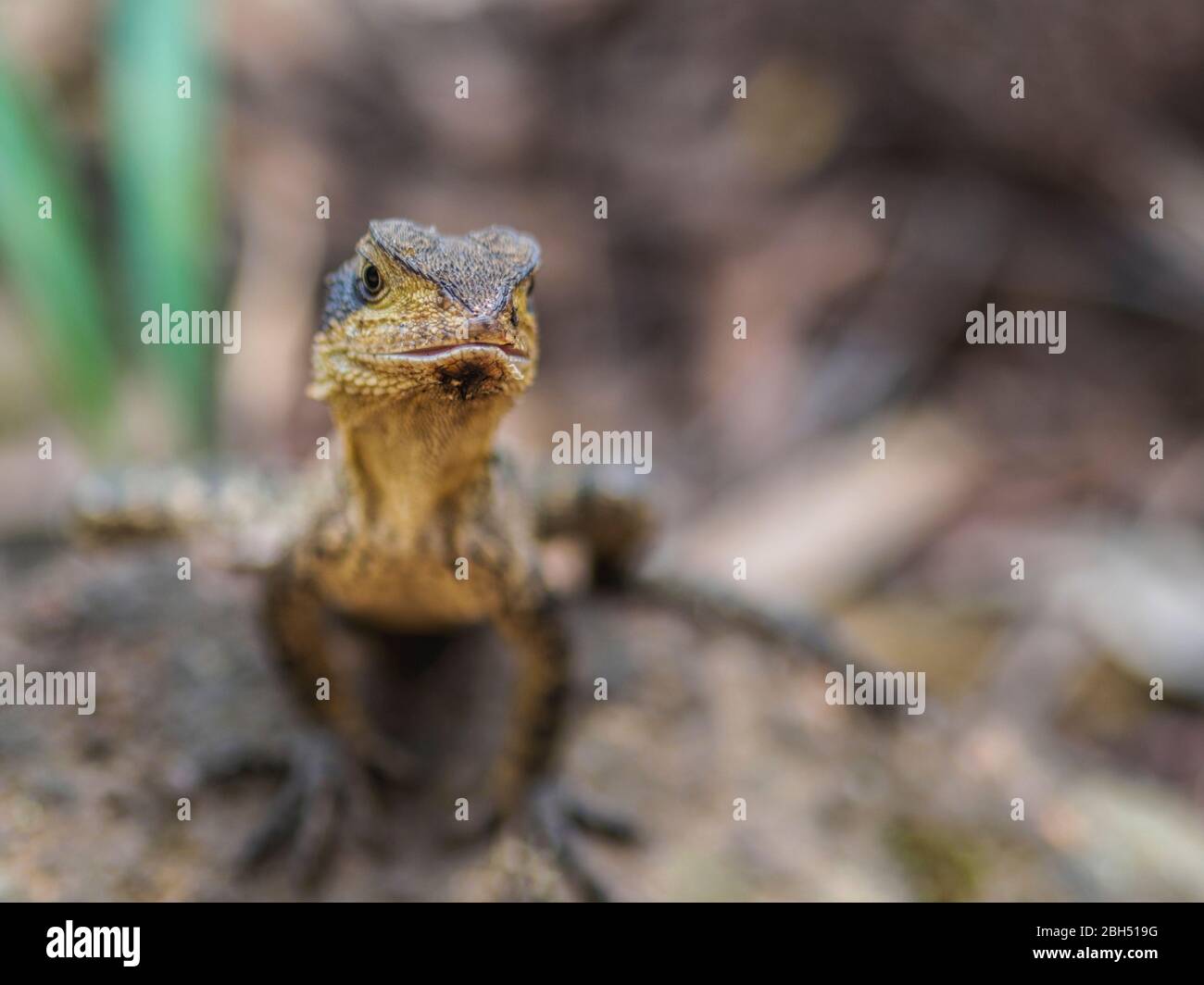 Australian water dragon on rock Stock Photo - Alamy