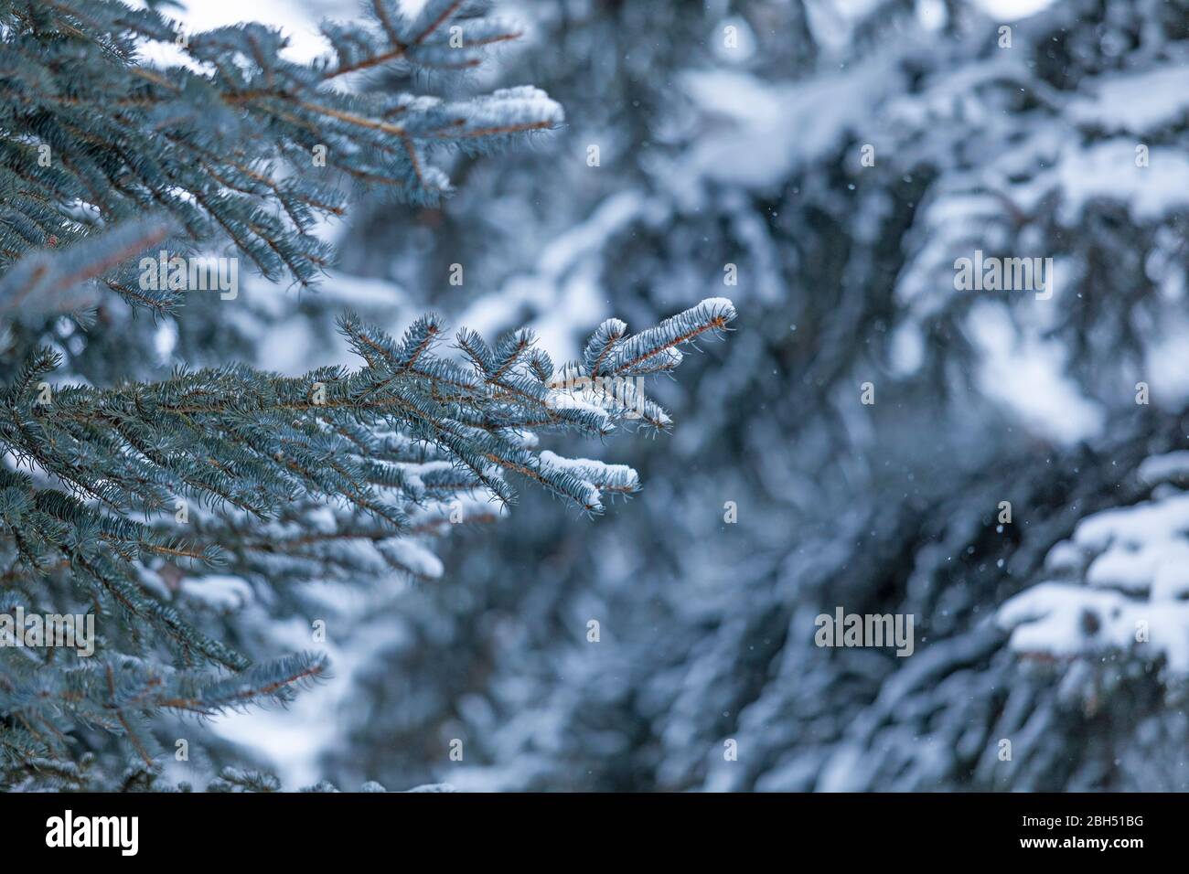Snow on branches pine branches hi-res stock photography and images - Alamy