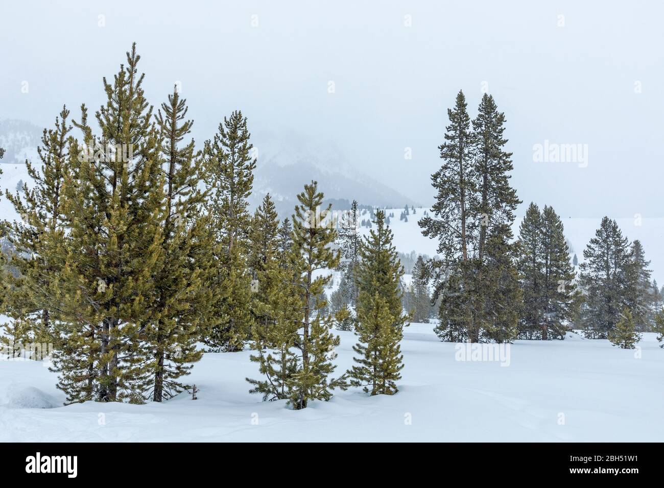 Pine trees in snow Stock Photo - Alamy