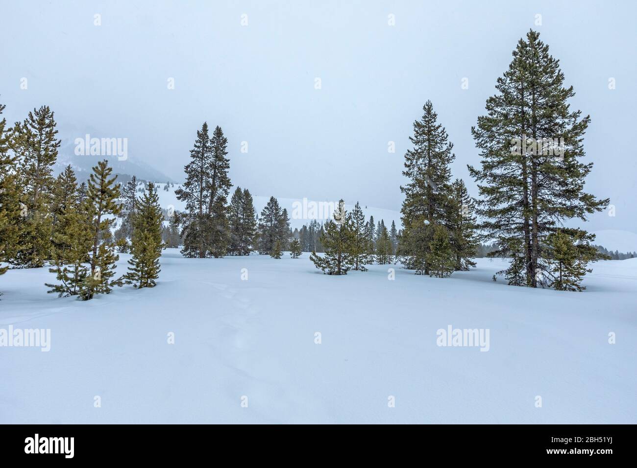 Pine trees in snow Stock Photo - Alamy