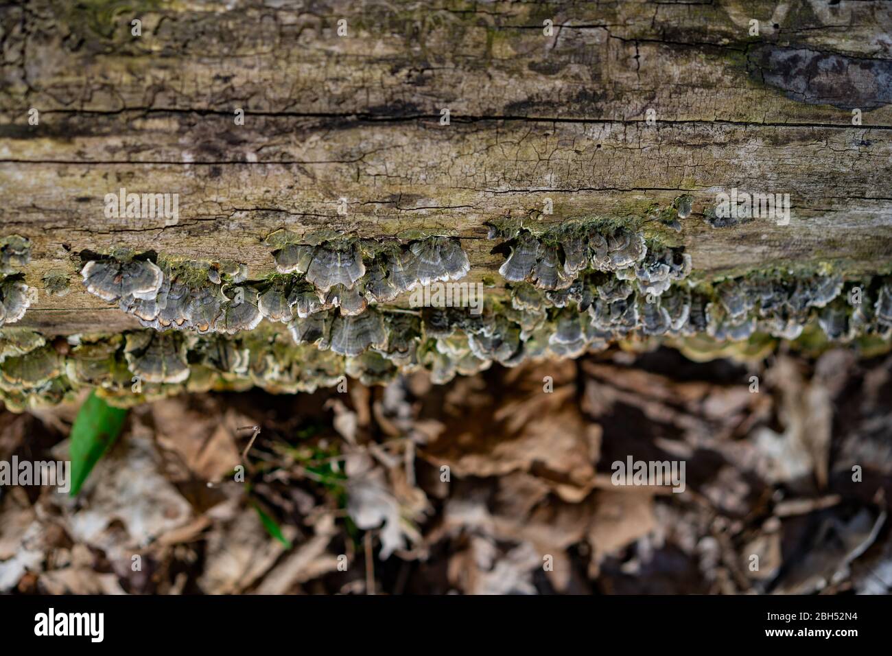 Wood fungus natural forest Tree Bracket Fungus Stock Photo - Alamy