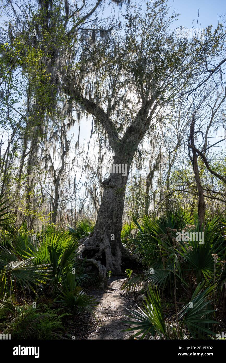 Above swamp hi-res stock photography and images - Alamy