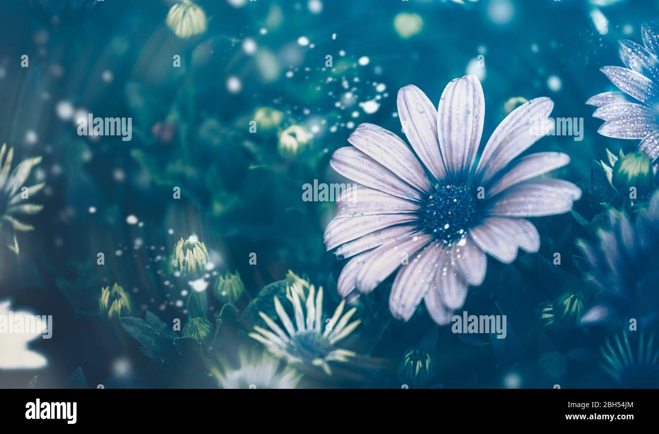 dramatic flower background; Nature Background Stock Photo - Alamy