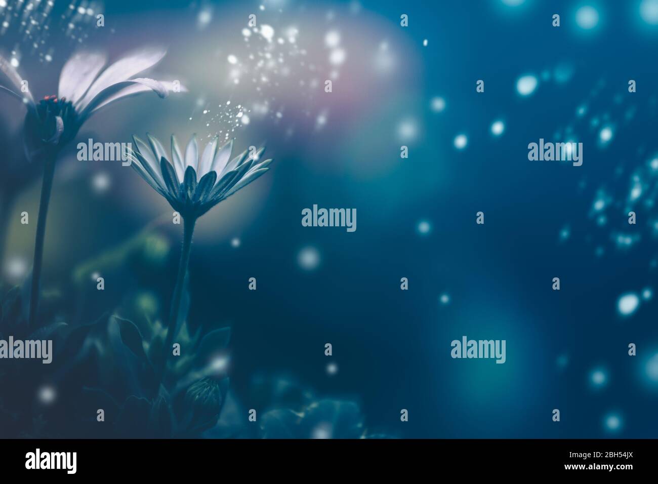 dramatic flower background; Nature Background Stock Photo - Alamy