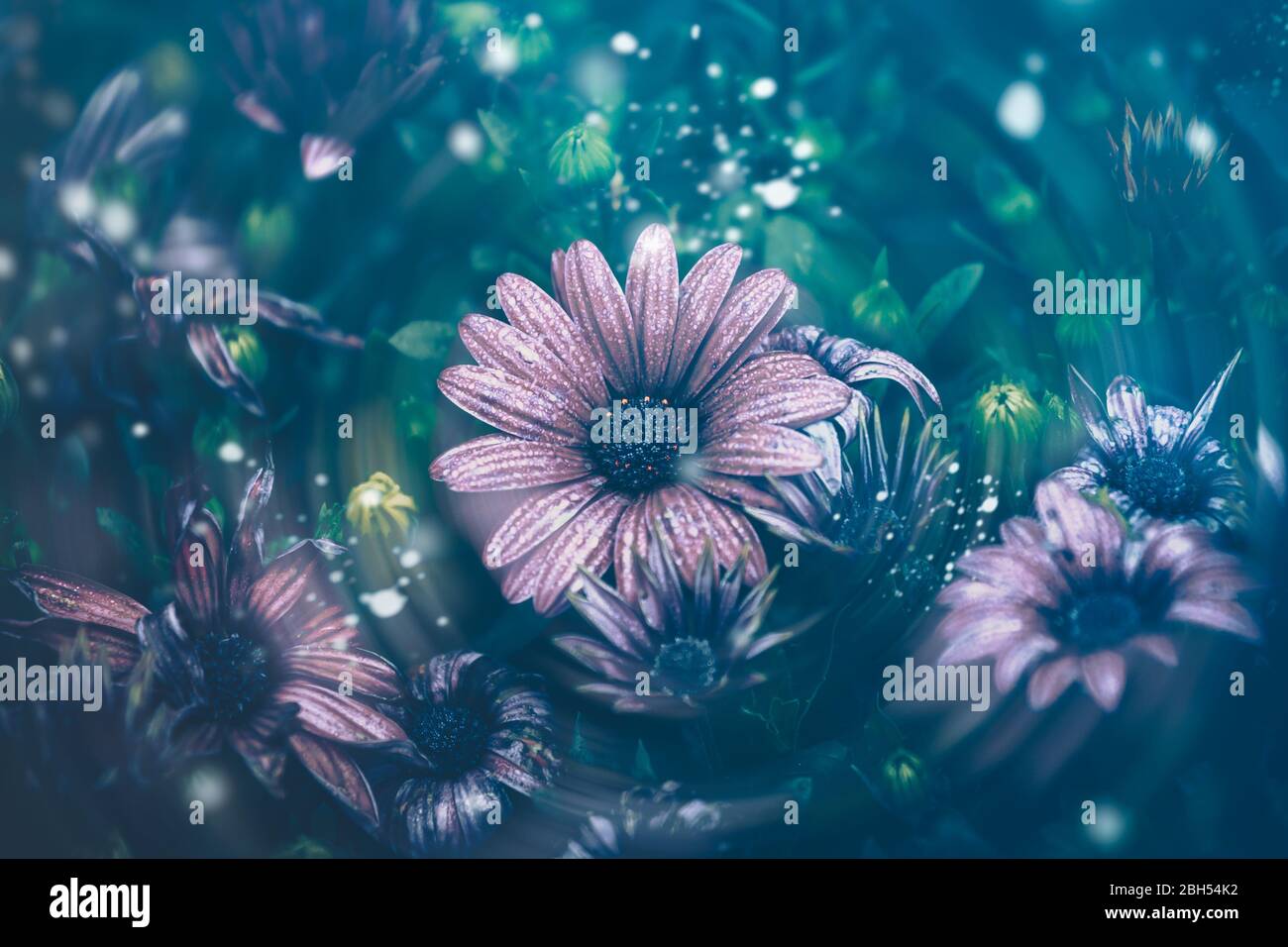 dramatic flower background; Nature Background Stock Photo - Alamy
