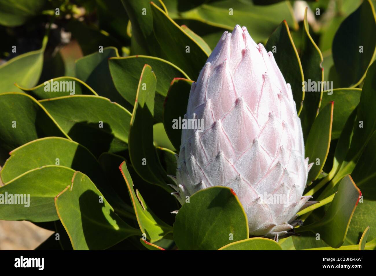 Closed Flower Head Bulb Of The King Protea (Protea cynaroides Stock ...