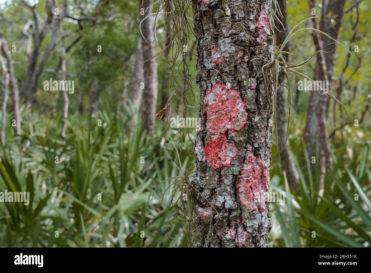 Tropical lichen growing on tree hi-res stock photography and images - Alamy