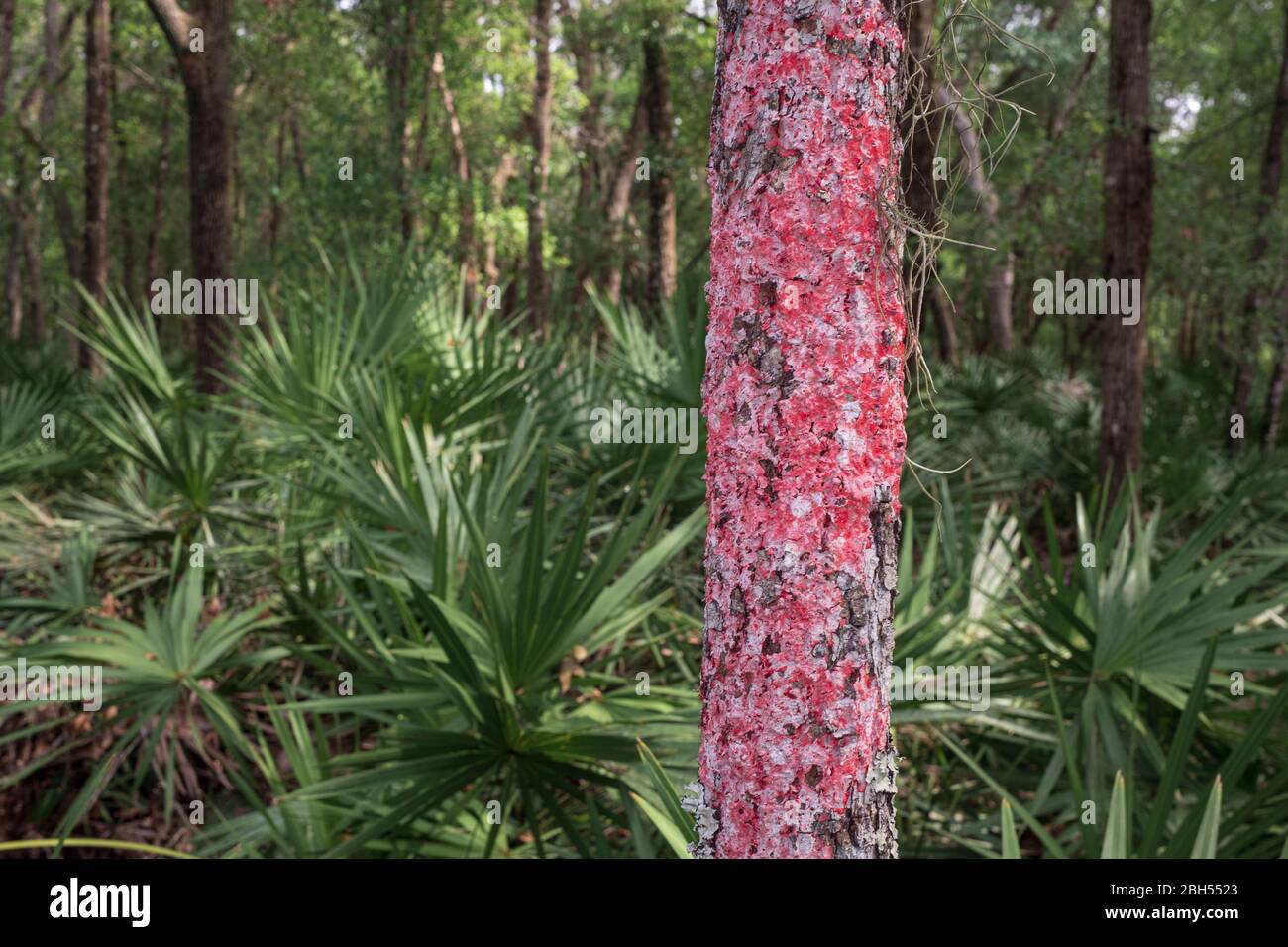 Florida Lichen High Resolution Stock Photography and Images - Alamy