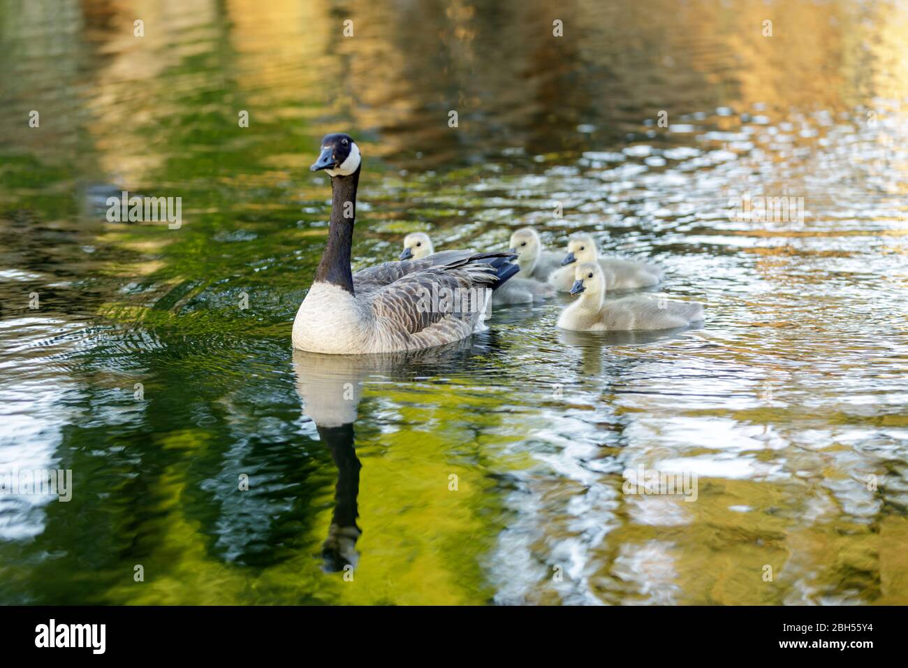 Goose bay canada hi-res stock photography and images - Alamy