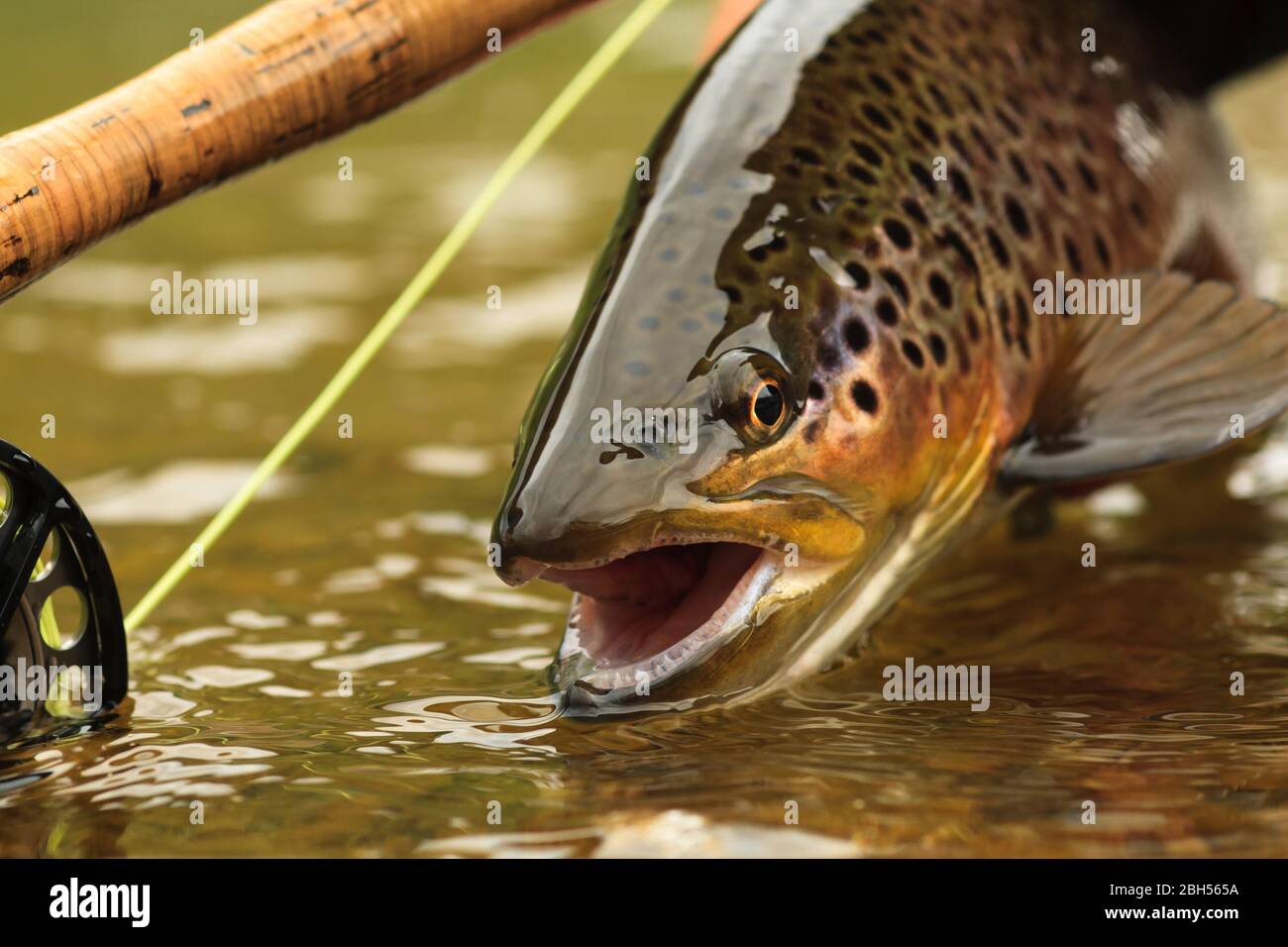 Flyfishing snake river hi-res stock photography and images - Alamy