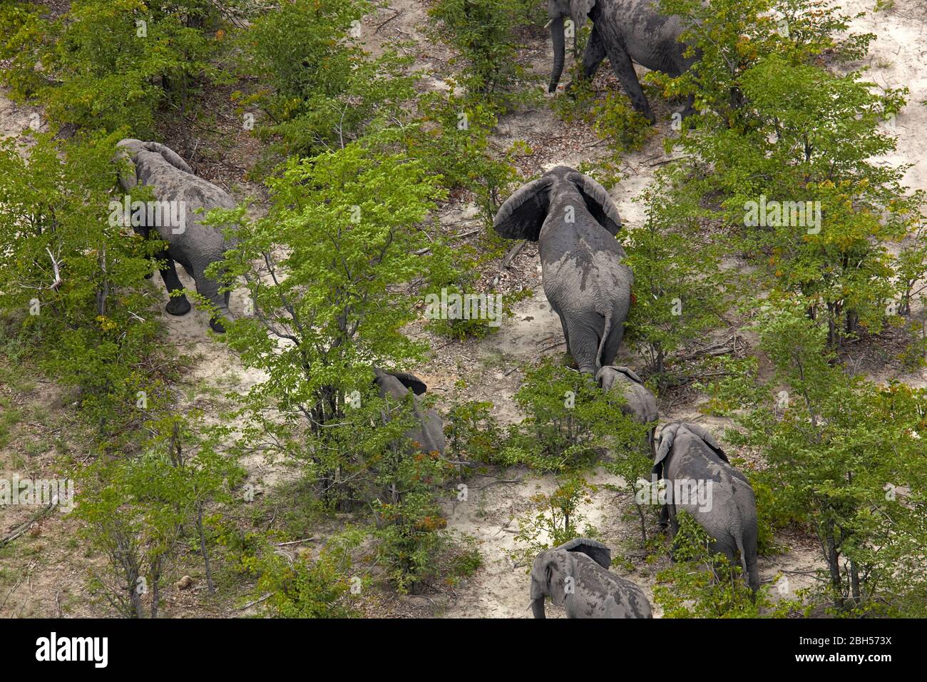 Delta africana hi-res stock photography and images - Alamy
