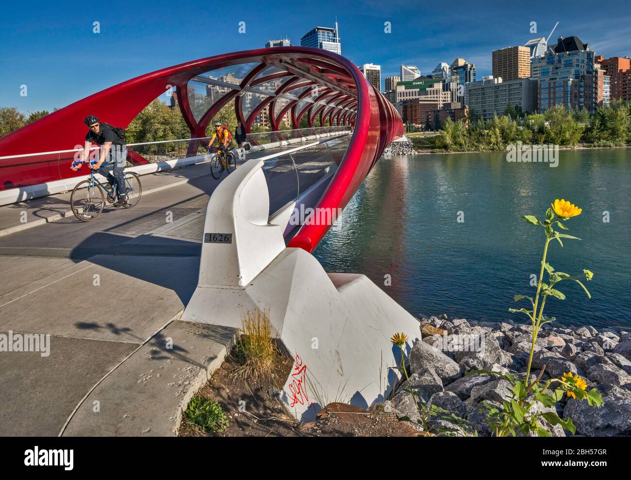 Peace Bridge, sunflower, bikers and walkers at pedestrian bridge over ...