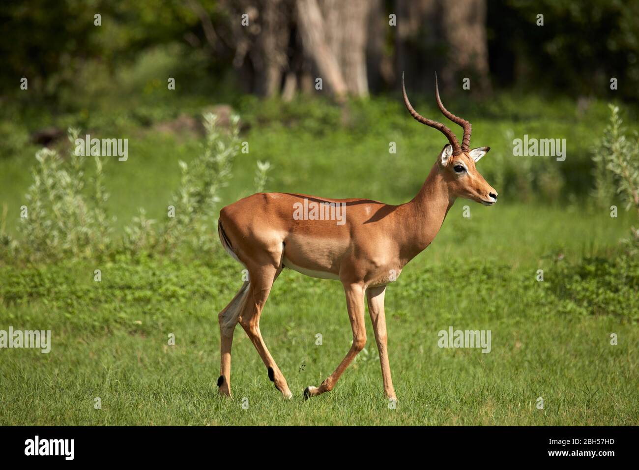 Moremi game reserve national park hi-res stock photography and images ...