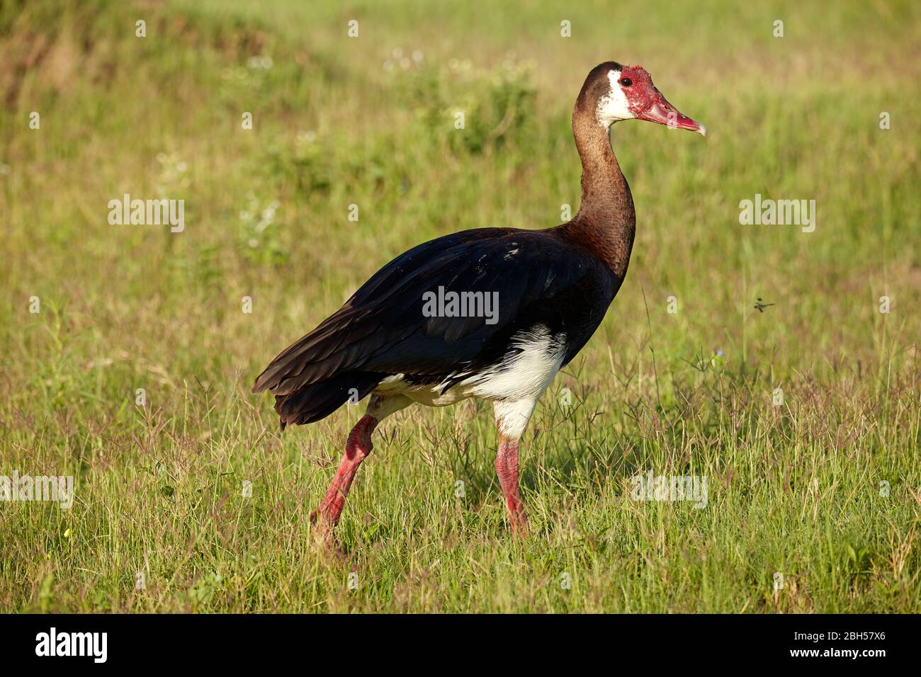 Spur-winged goose (Plectropterus gambensis), Moremi Game Reserve ...