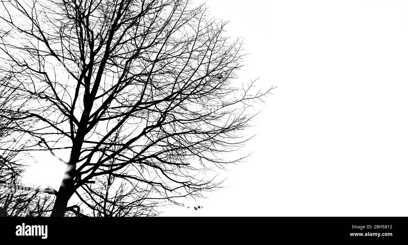 Trees top view isolated hi-res stock photography and images - Alamy