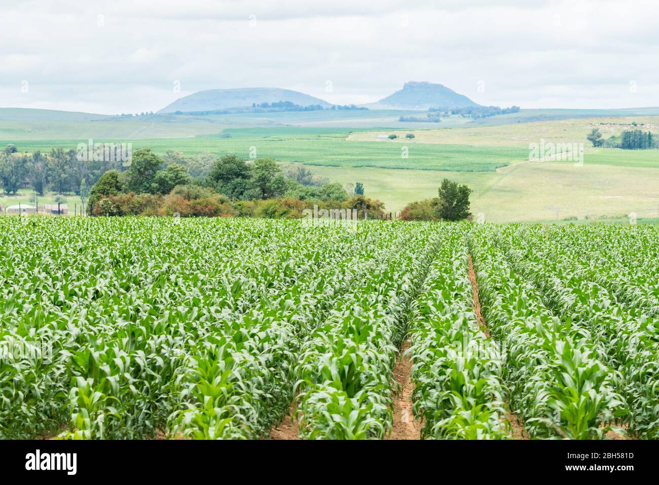 Mielies hi-res stock photography and images - Alamy