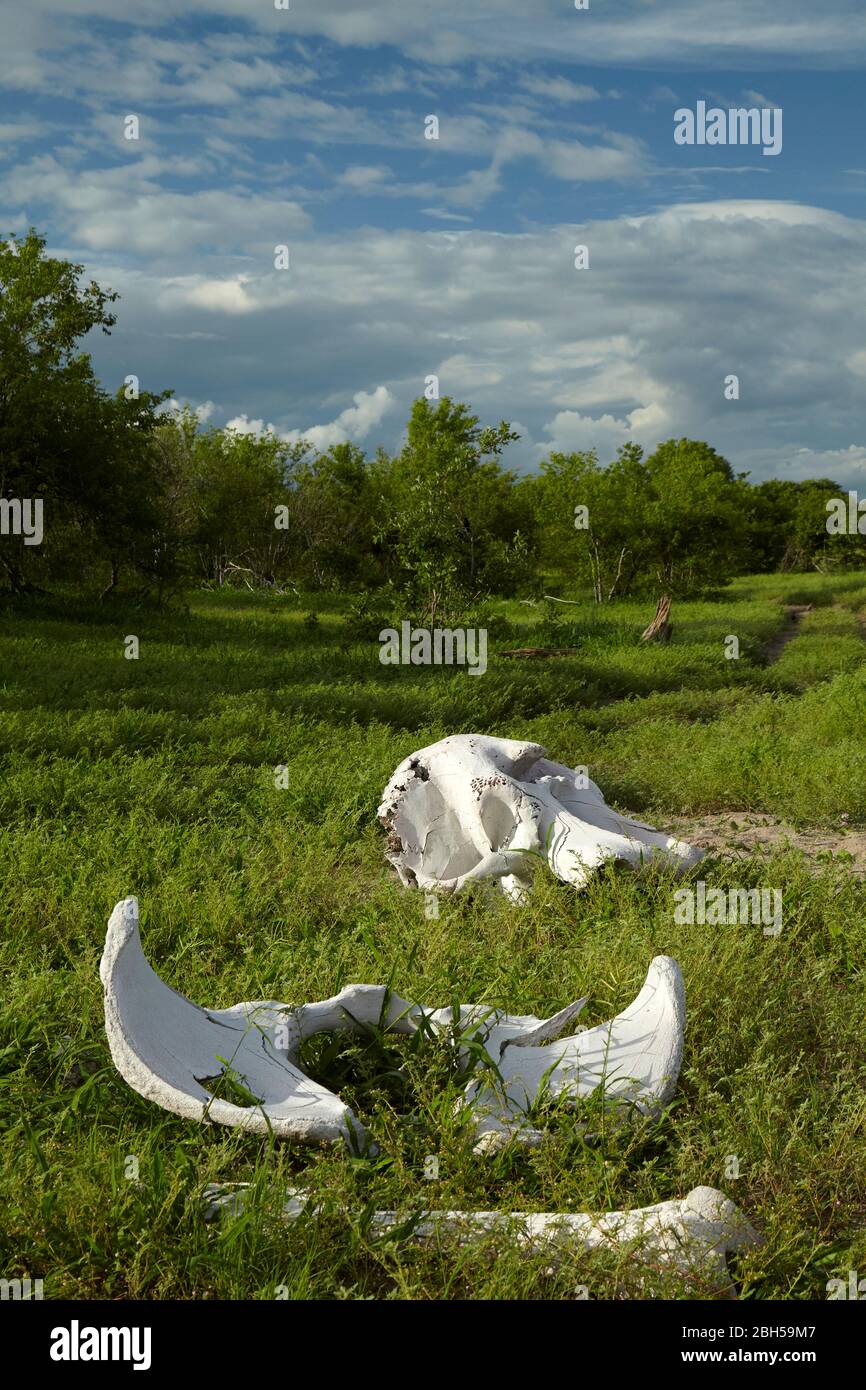 African elephant skeleton hi-res stock photography and images - Alamy