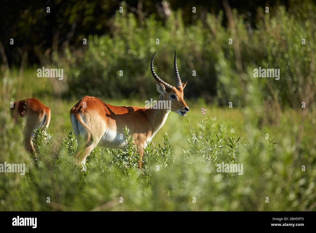 Red lechwe (Kobus leche leche), Moremi Game Reserve, Botswana, Africa ...
