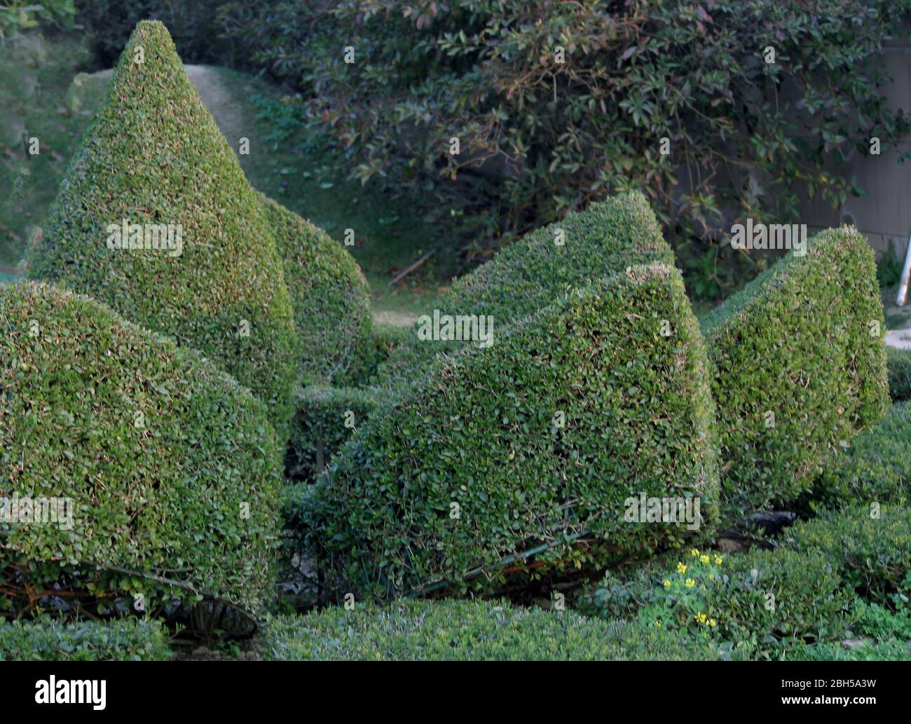 Beautiful flower garden with round hedges & symmetrical type design ...
