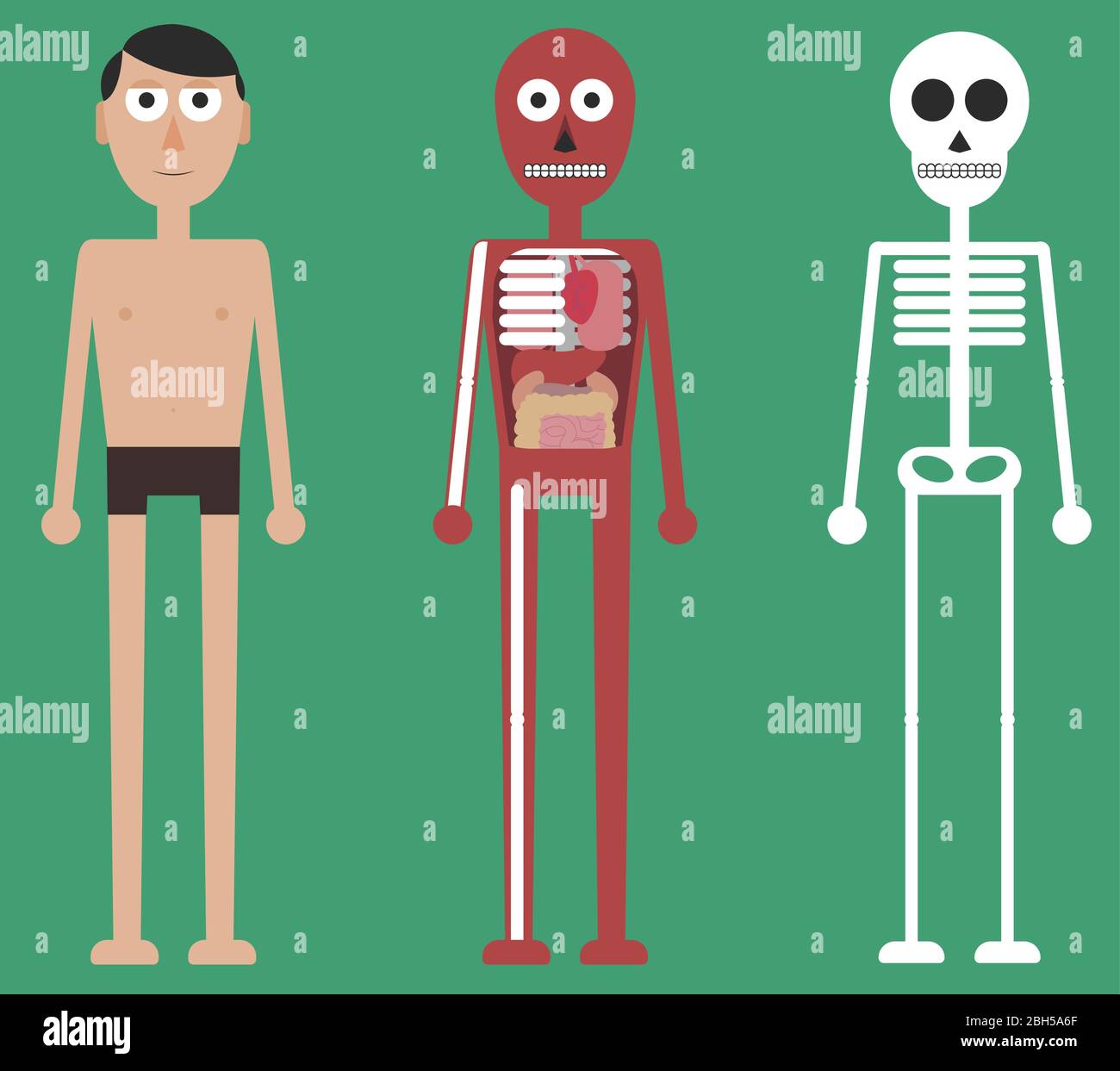 Male internal organs hi-res stock photography and images - Alamy