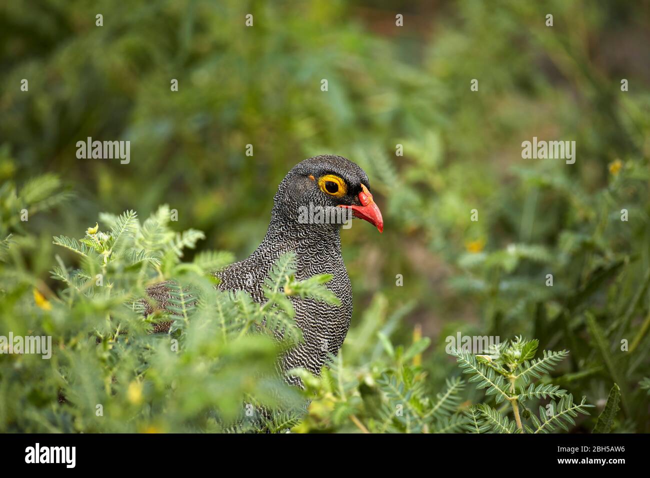 Red billed spurfowl pternistis adspersus hi-res stock photography and ...