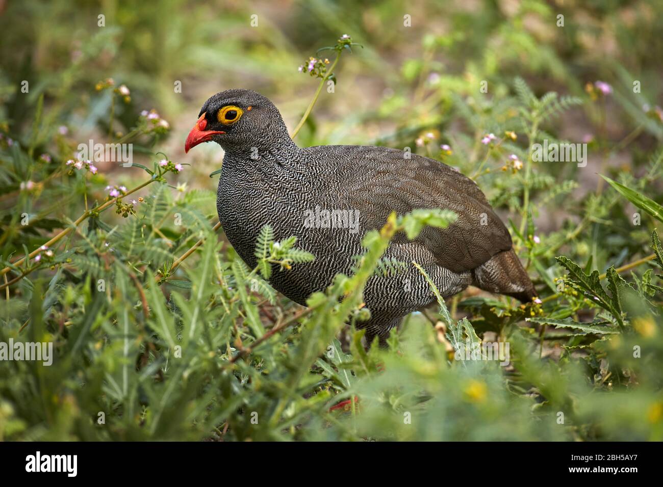 Redbilled spurfowls hi-res stock photography and images - Alamy