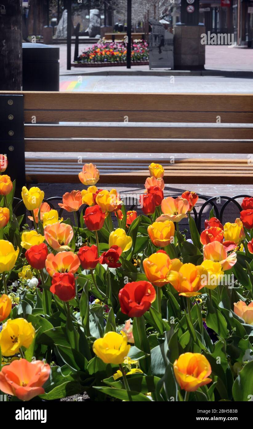 The 2020 tulip display on Pearl Street Mall was as beautiful as ever ...