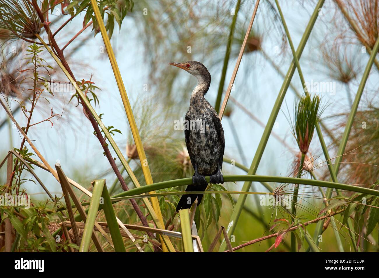 African reed cormorant hi-res stock photography and images - Alamy