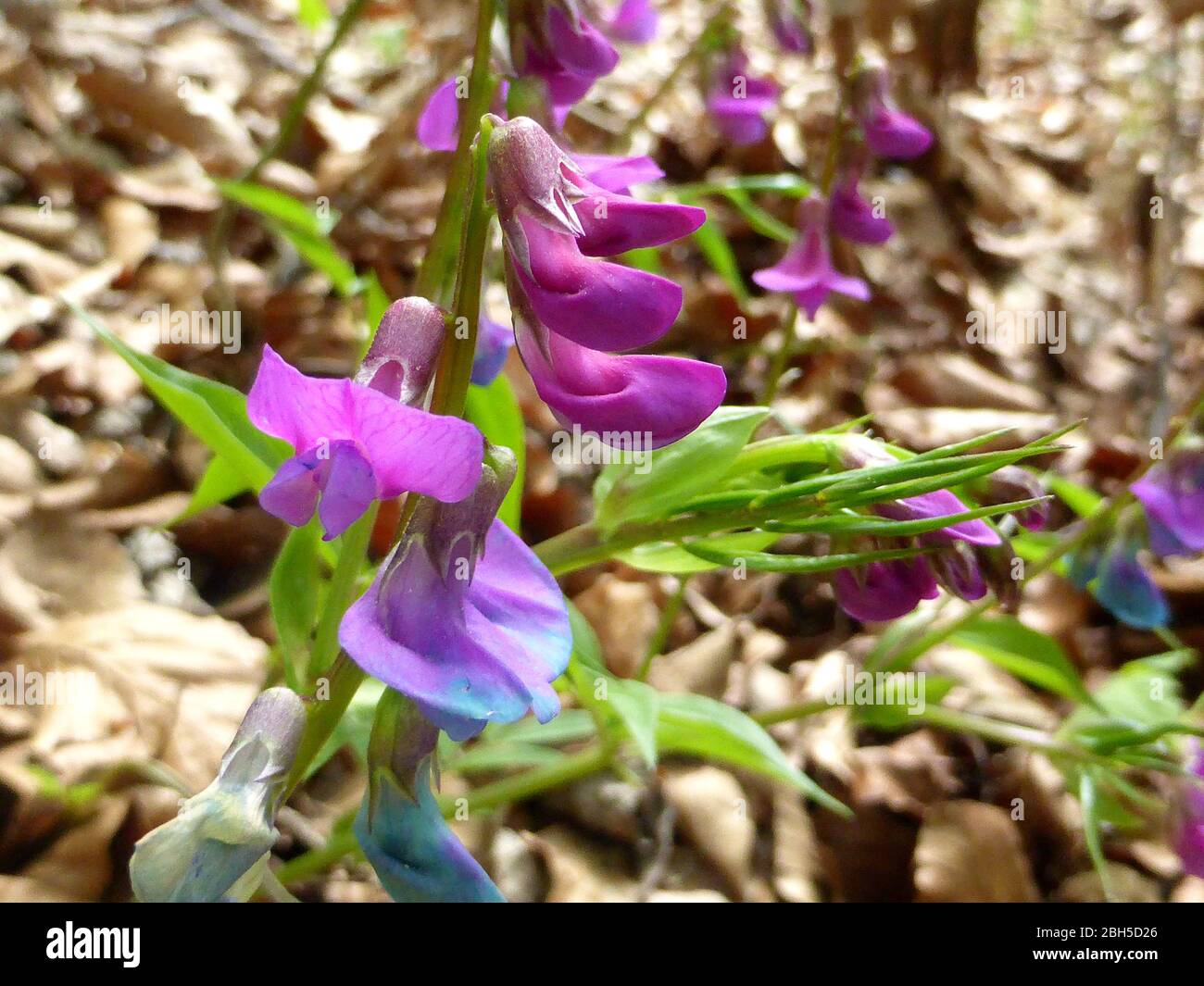 spring vetchling with flower in spring in a German forest Stock Photo ...