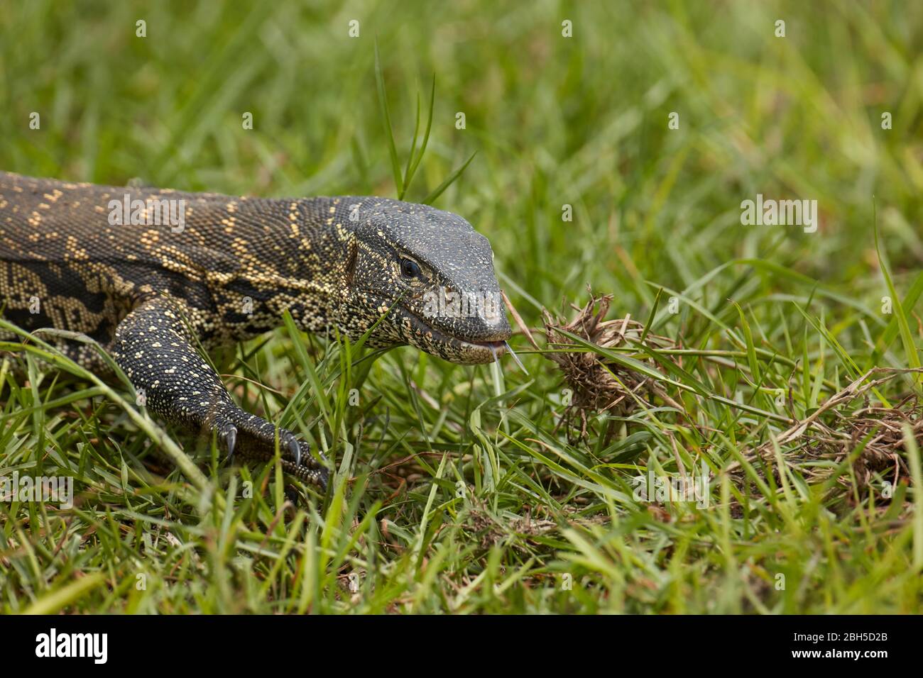 Nile monitor varanus niloticus lizard hi-res stock photography and ...
