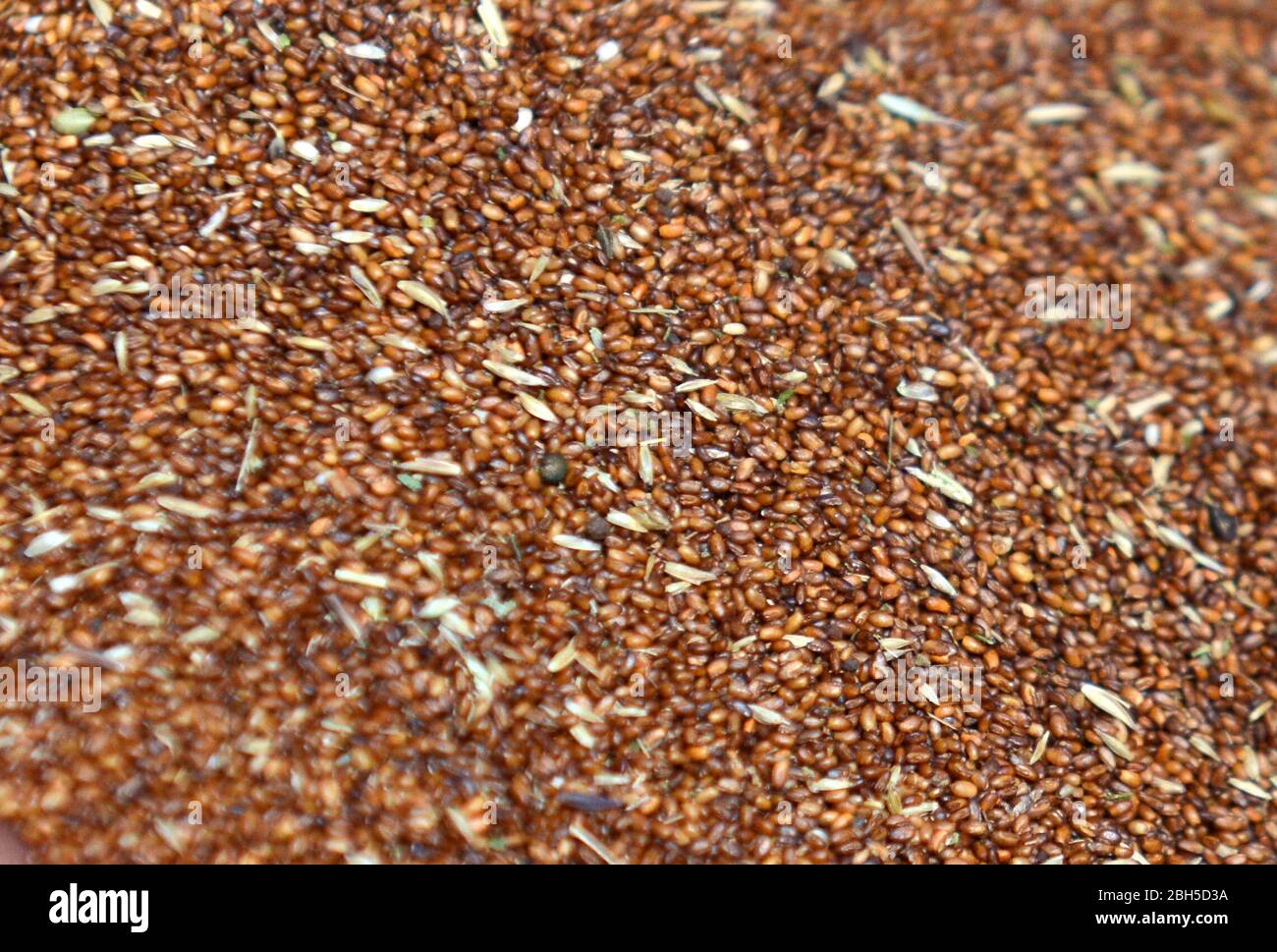 Teff grains sold at the waliso marekt in Oromia, Ethiopia Stock Photo ...