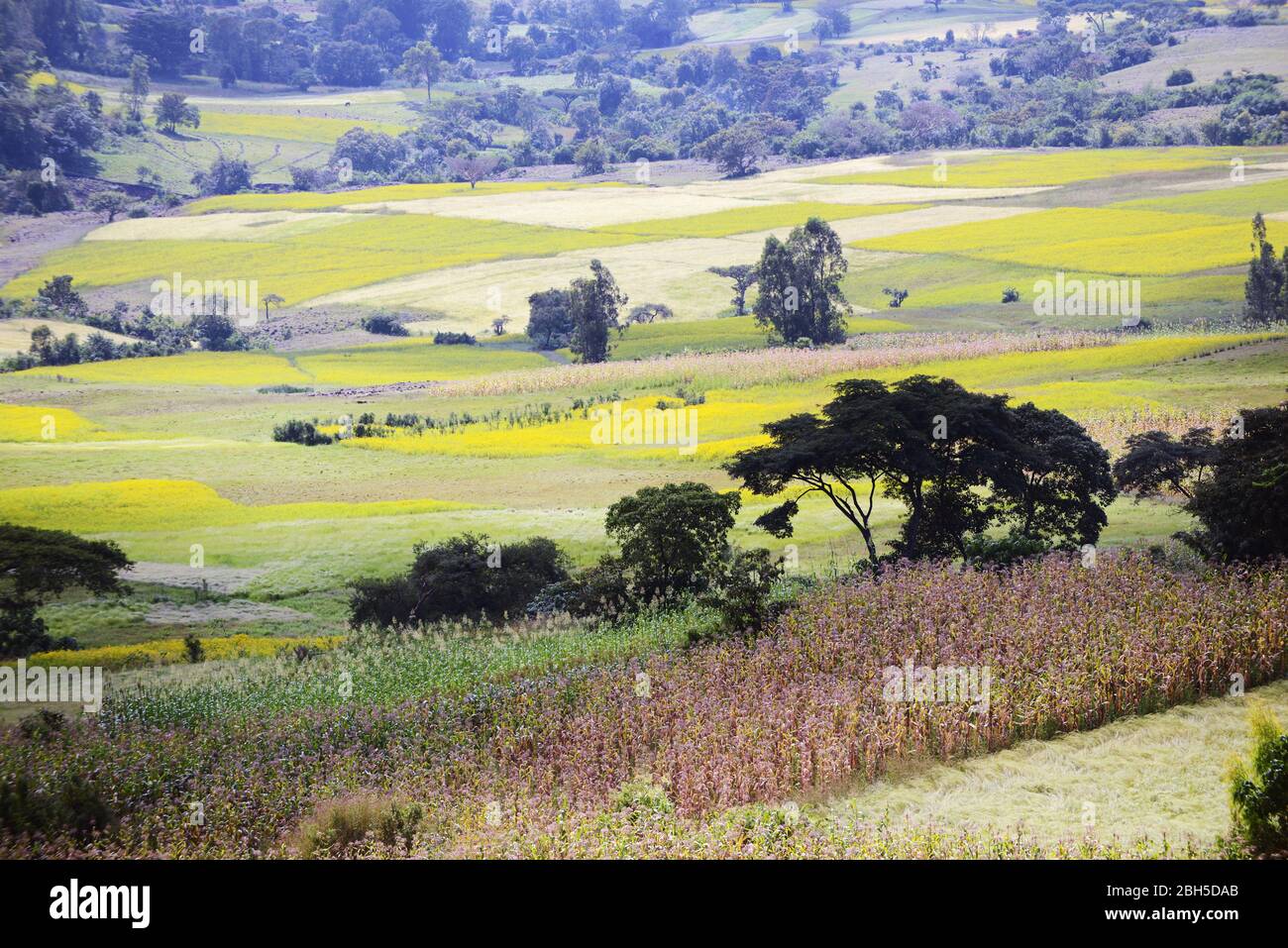 agricultural landscapes in Ethiopia's Oromia region Stock Photo - Alamy
