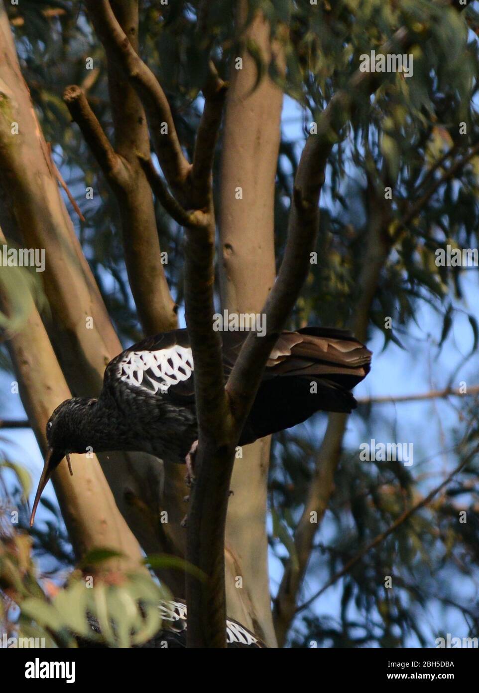Wattled ibis bostrychia carunculata hi-res stock photography and images ...
