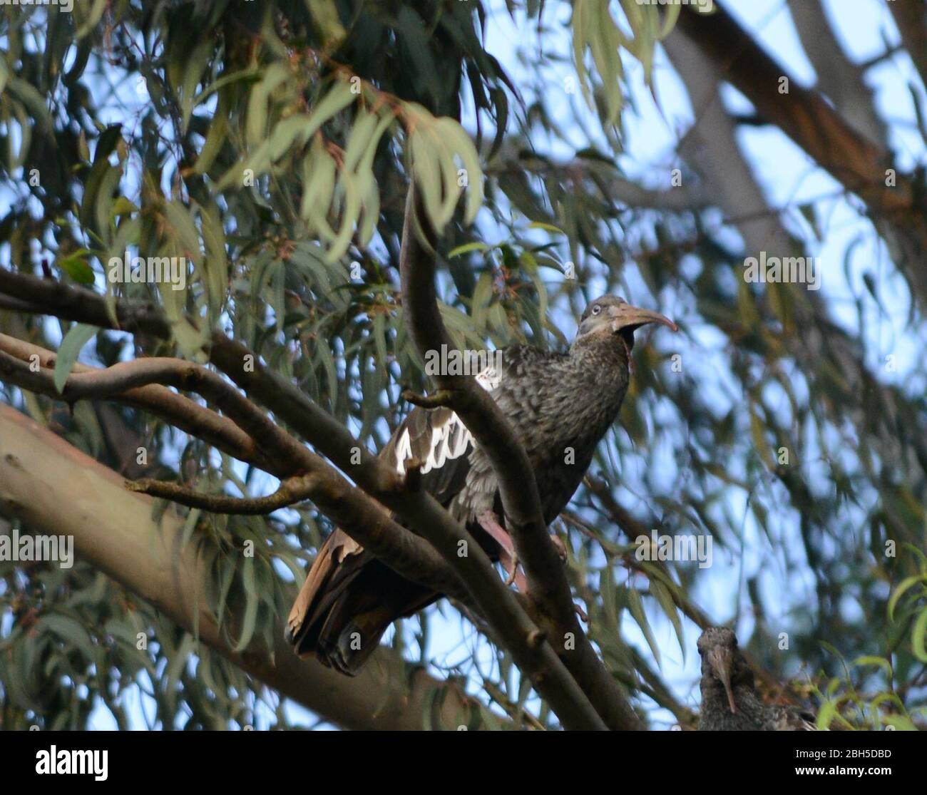 Wattled ibis bostrychia carunculata hi-res stock photography and images ...
