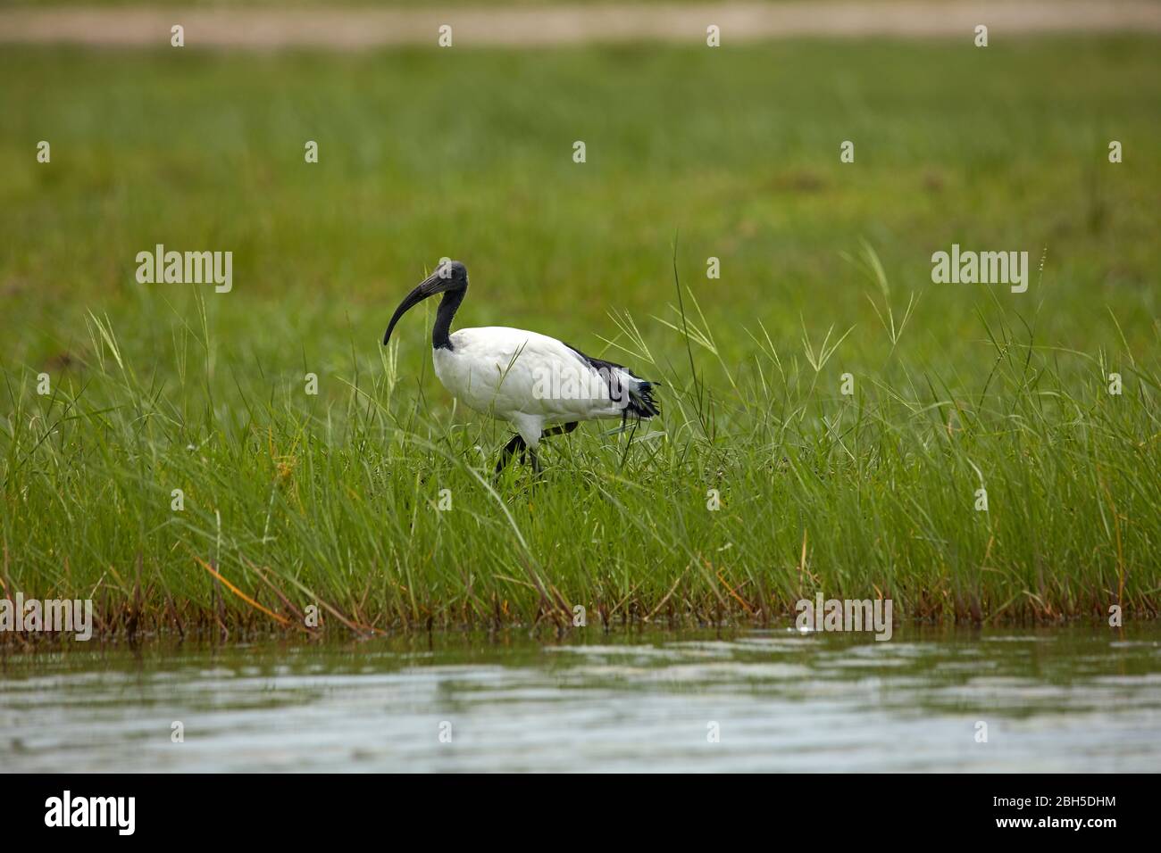 Birds of chobe national park hi-res stock photography and images - Alamy
