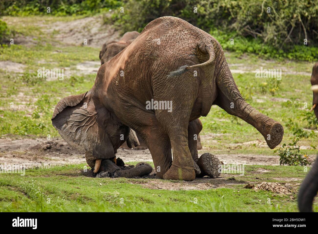 African Elephant digging up mud with tusk, Chobe River Front Region ...