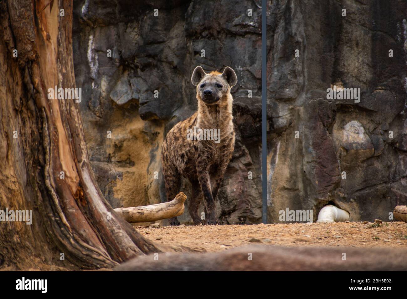 A spotted hyena in its enclosure at local city zoo Stock Photo - Alamy