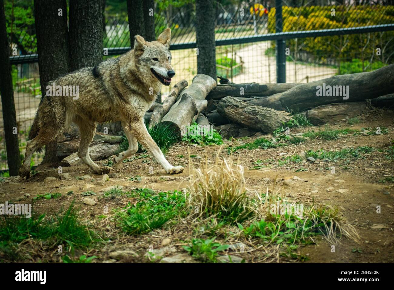 A wolf running in its enclosure at local city zoo Stock Photo - Alamy
