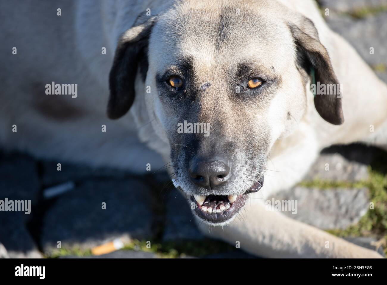 The white stray dog is showing her scary teeth lying down on the ground ...