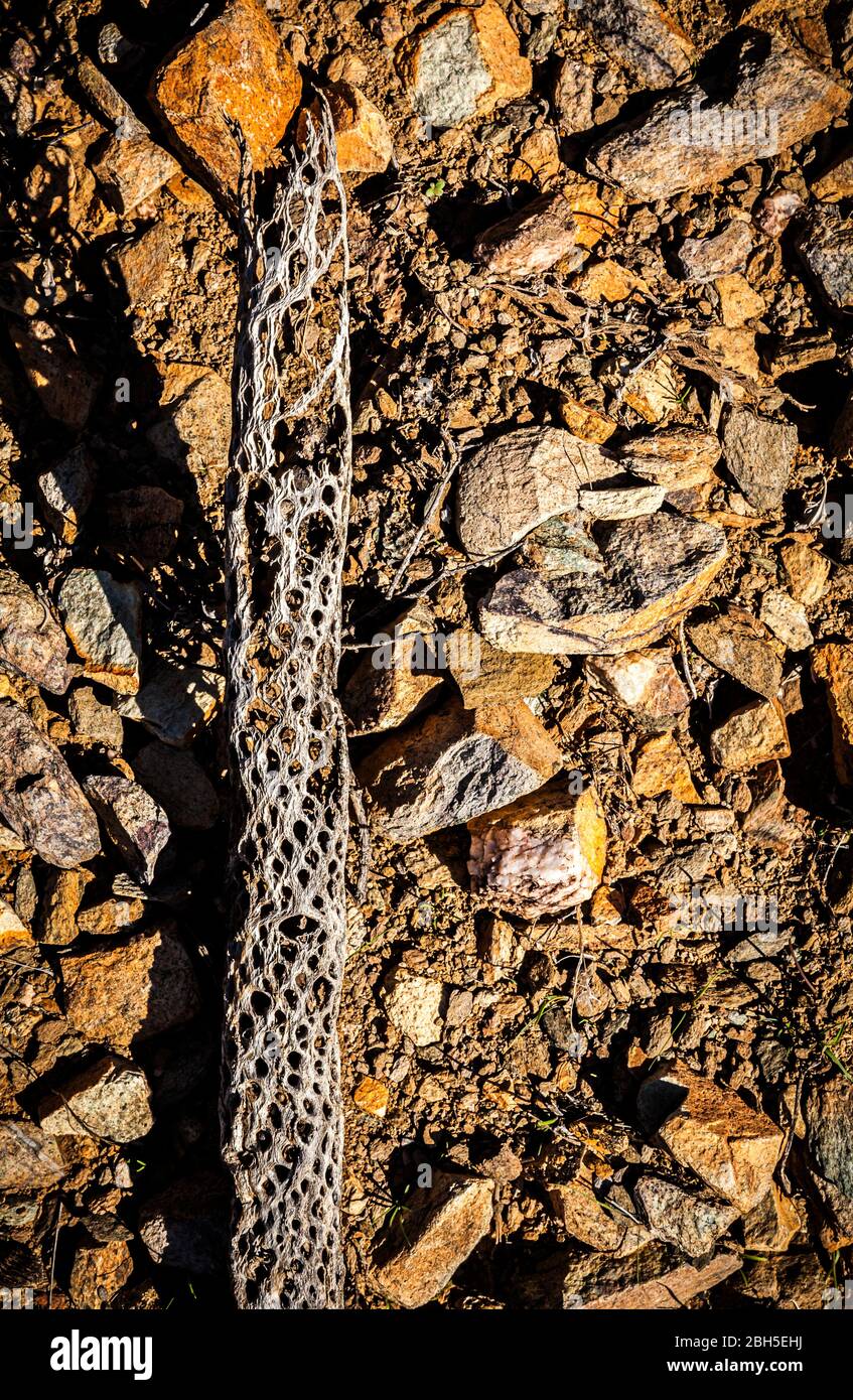 The skeletal remains of a cactus lying on the rocky ground in the ...