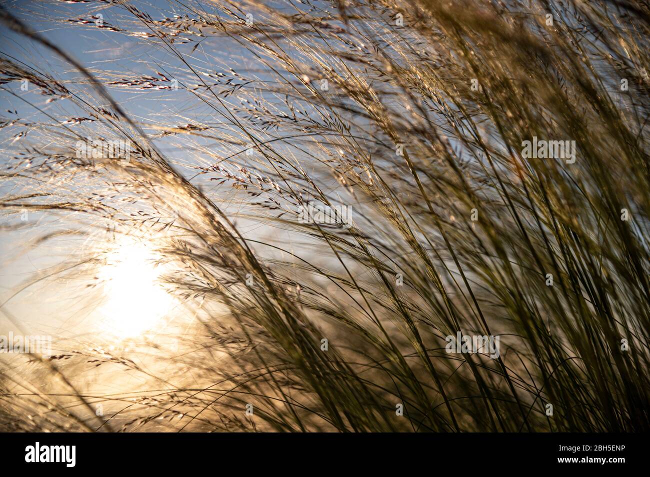 Tall grass blowing in wind hi-res stock photography and images - Alamy
