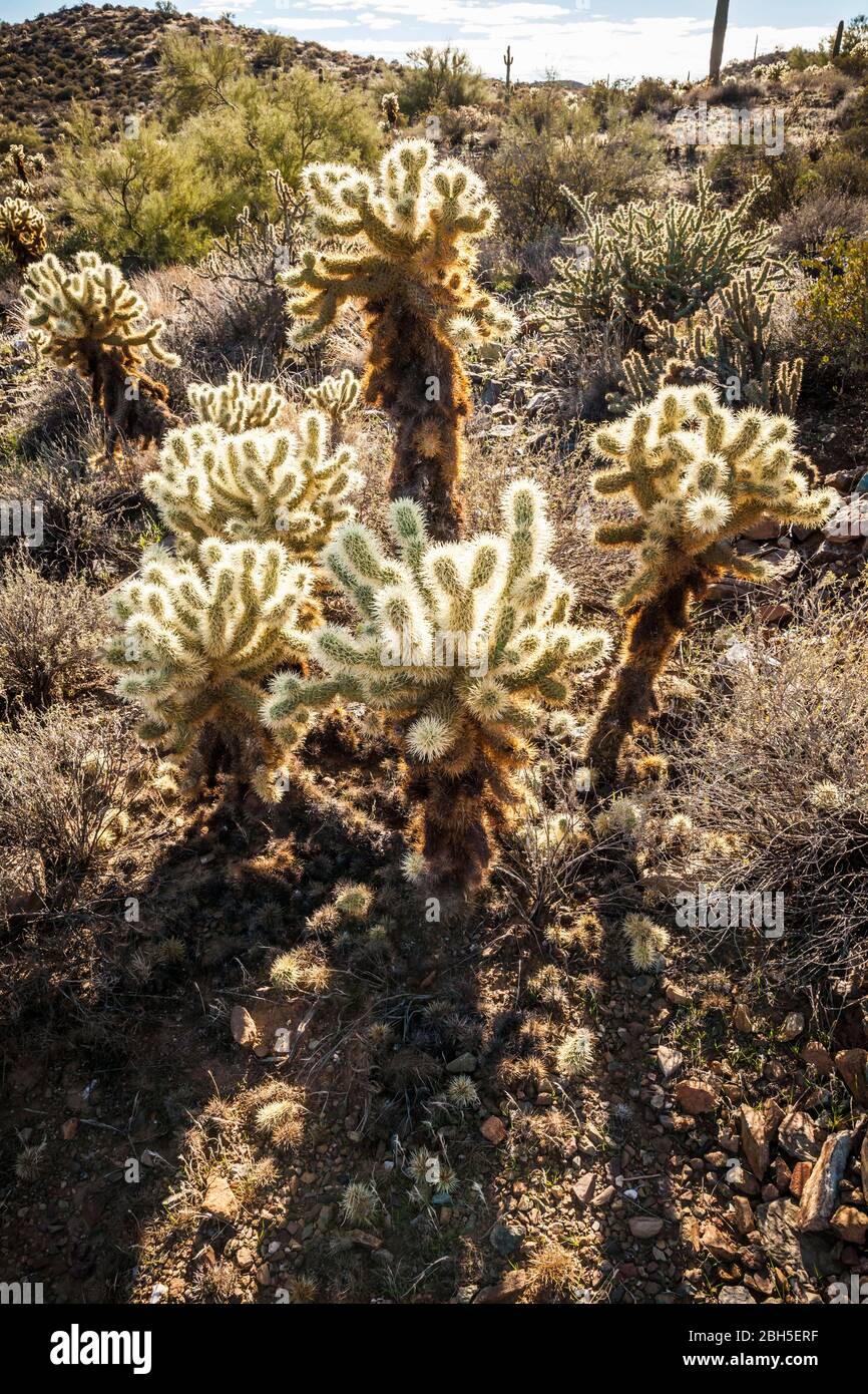 Cholla cactus in a desert landscape, Sonoran Preserve, Phoenix, Arizona ...