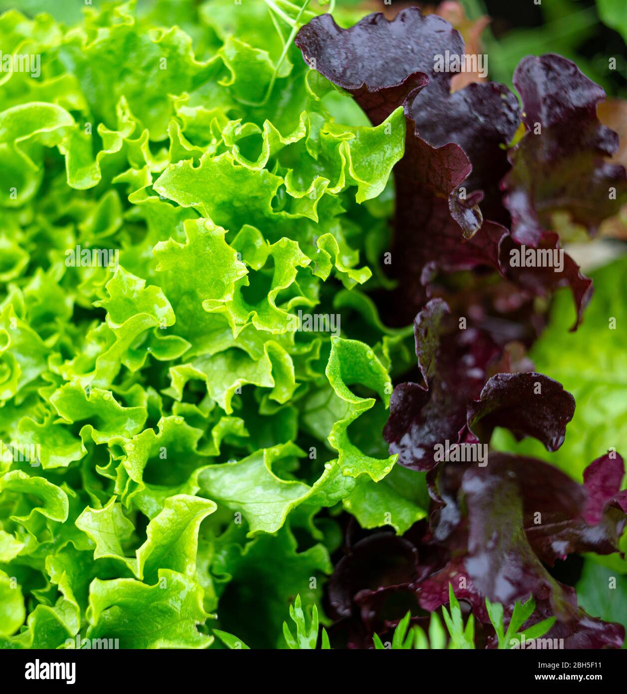 Red and green curly leafy lettuce Stock Photo - Alamy