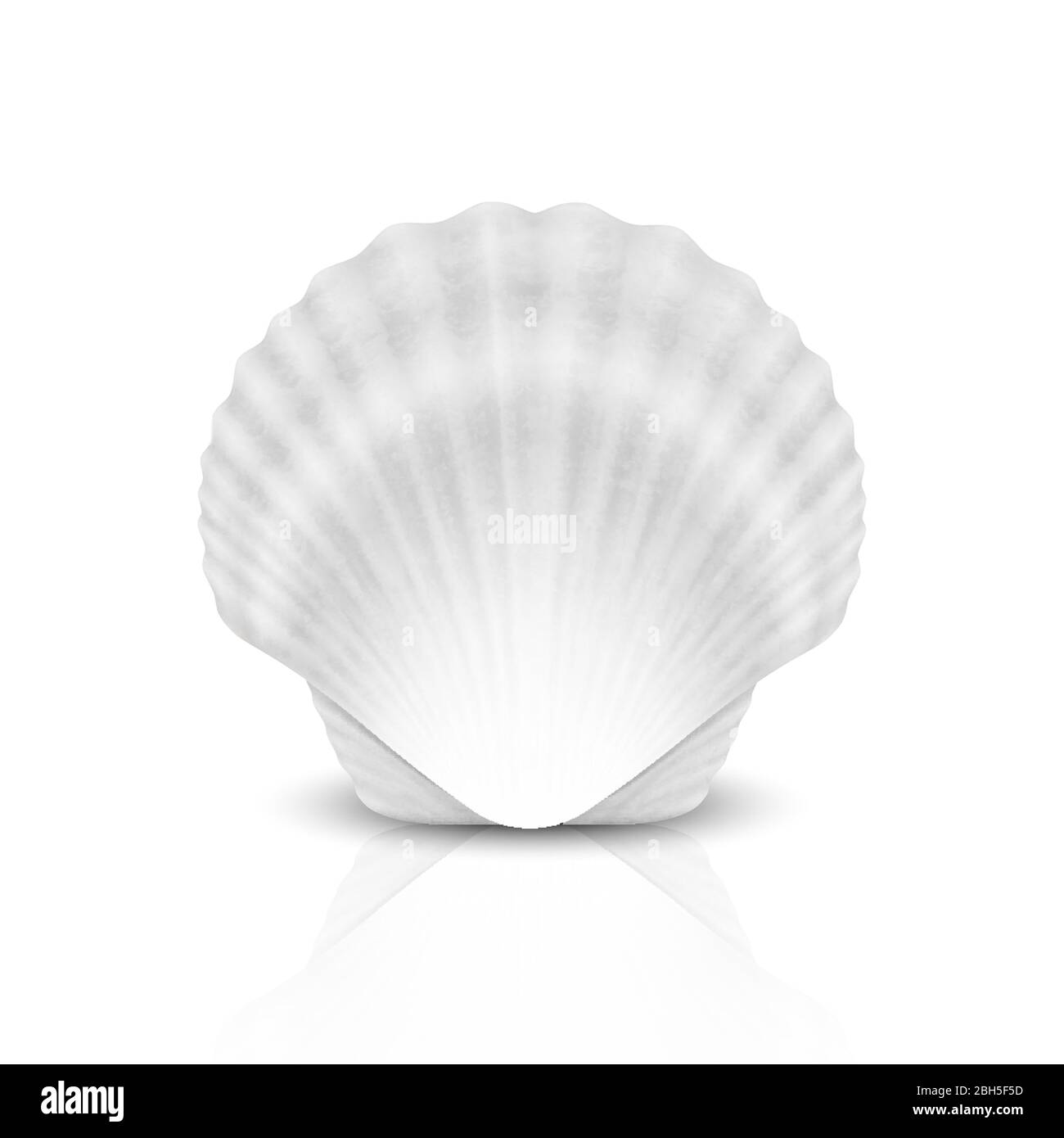 Scallop Shell Template
